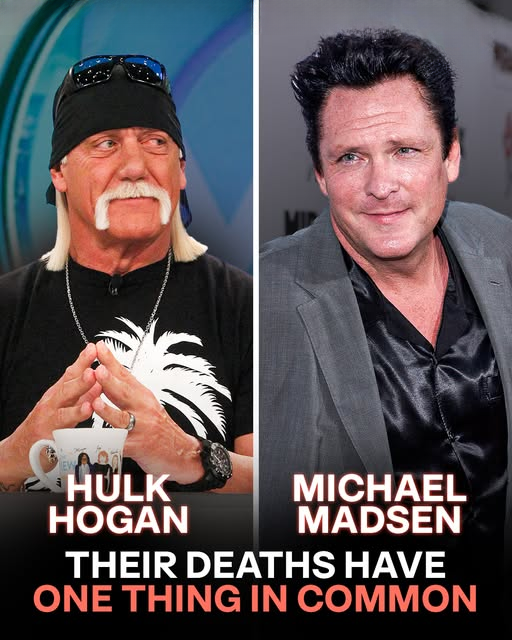 Remembering Five Beloved Stars Who Left a Lasting Legacy – ZooVisionHUB